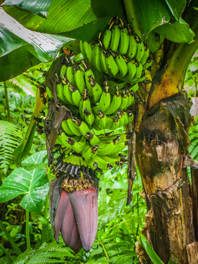 Banana Tree Rainforest